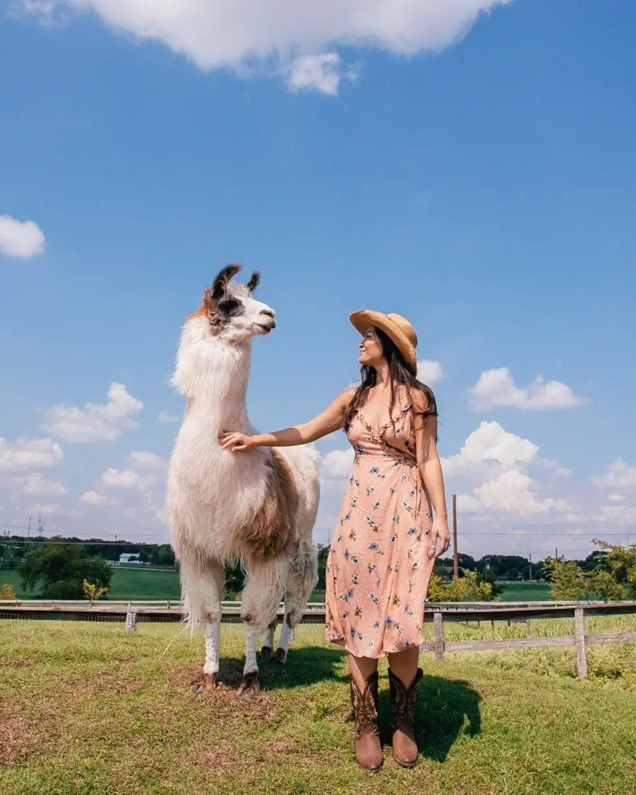 ShangriLlama: Llama Llessons near Dallas, TX