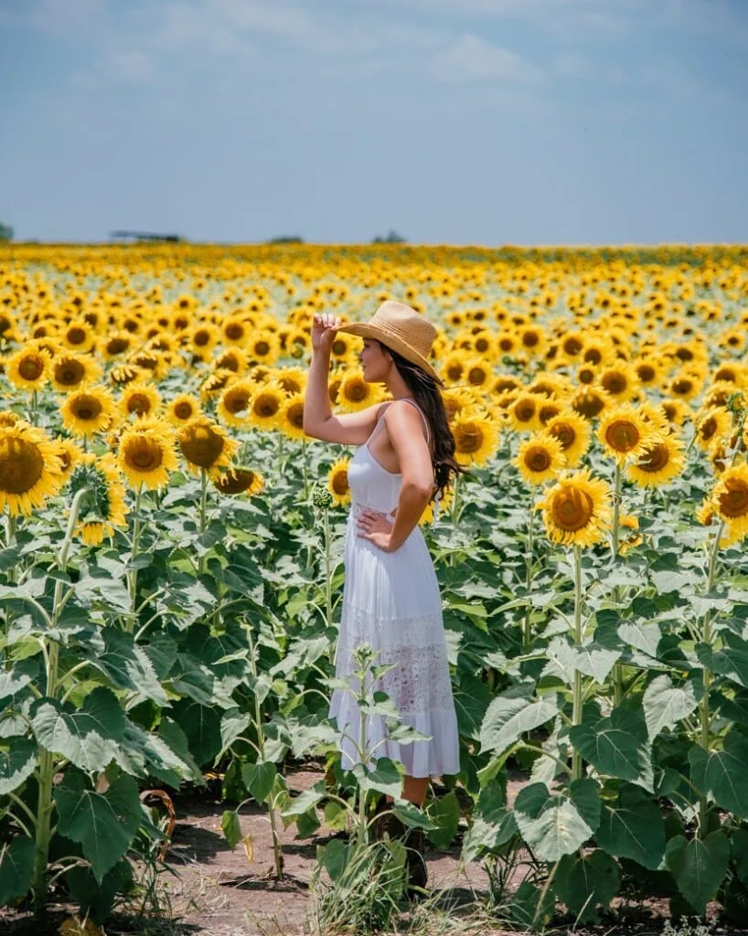 Where to Find Flower Fields In and Around Dallas