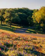 How to See the Best Bluebonnets on the Ennis Bluebonnet Trail