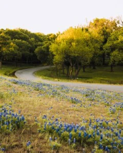 How to See the Best Bluebonnets on the Ennis Bluebonnet Trail