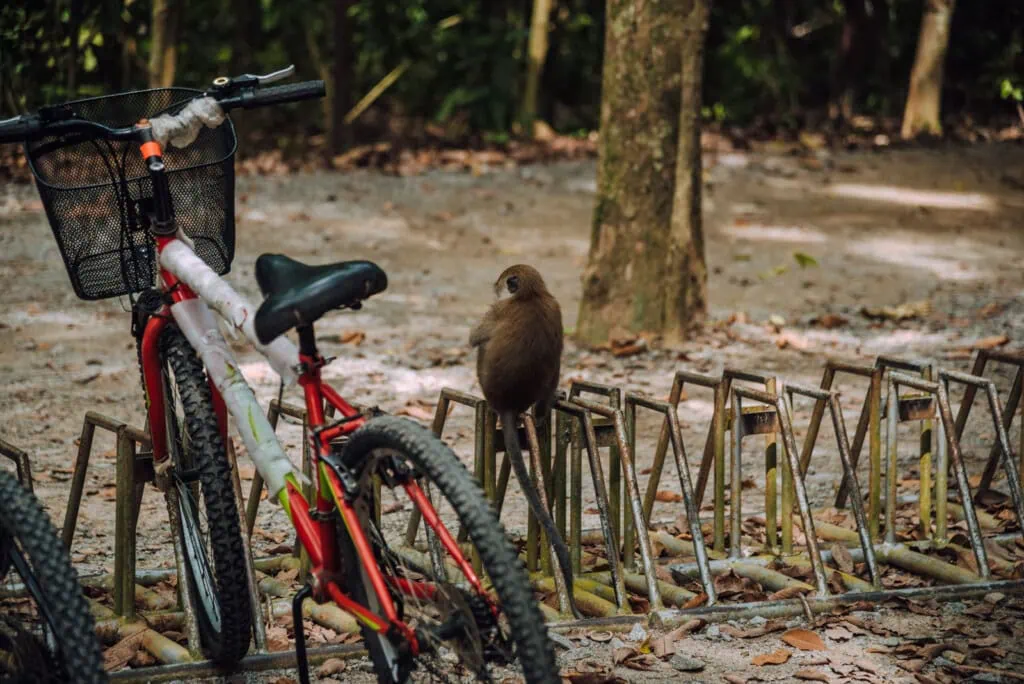 How to Visit Pulau Ubin: Ferry Tips, Itinerary & Things to Do (2026)