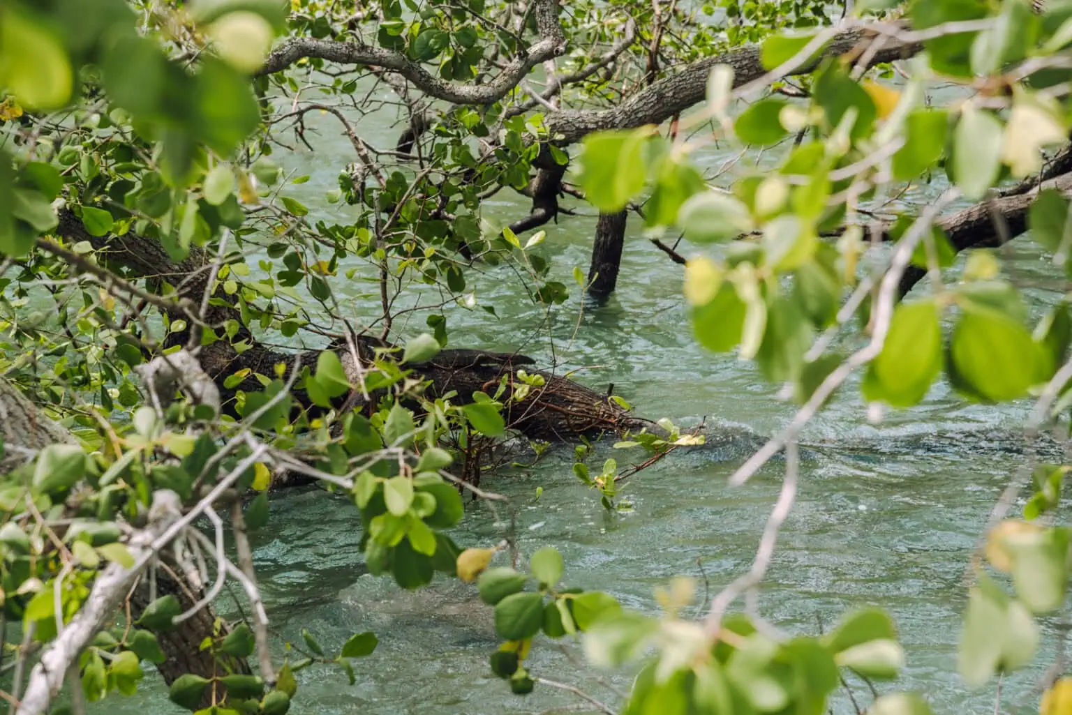 How to Visit Pulau Ubin: Ferry Tips, Itinerary & Things to Do (2026)
