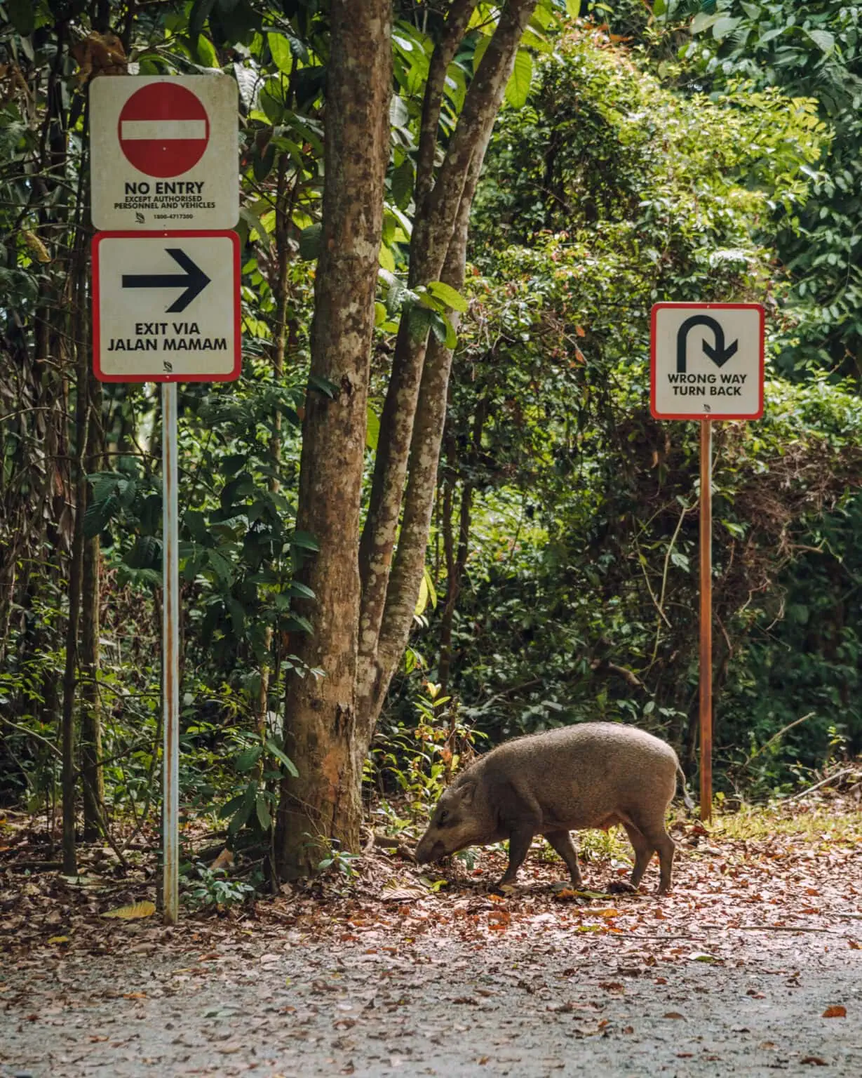 How to Visit Pulau Ubin: Ferry Tips, Itinerary & Things to Do (2026)