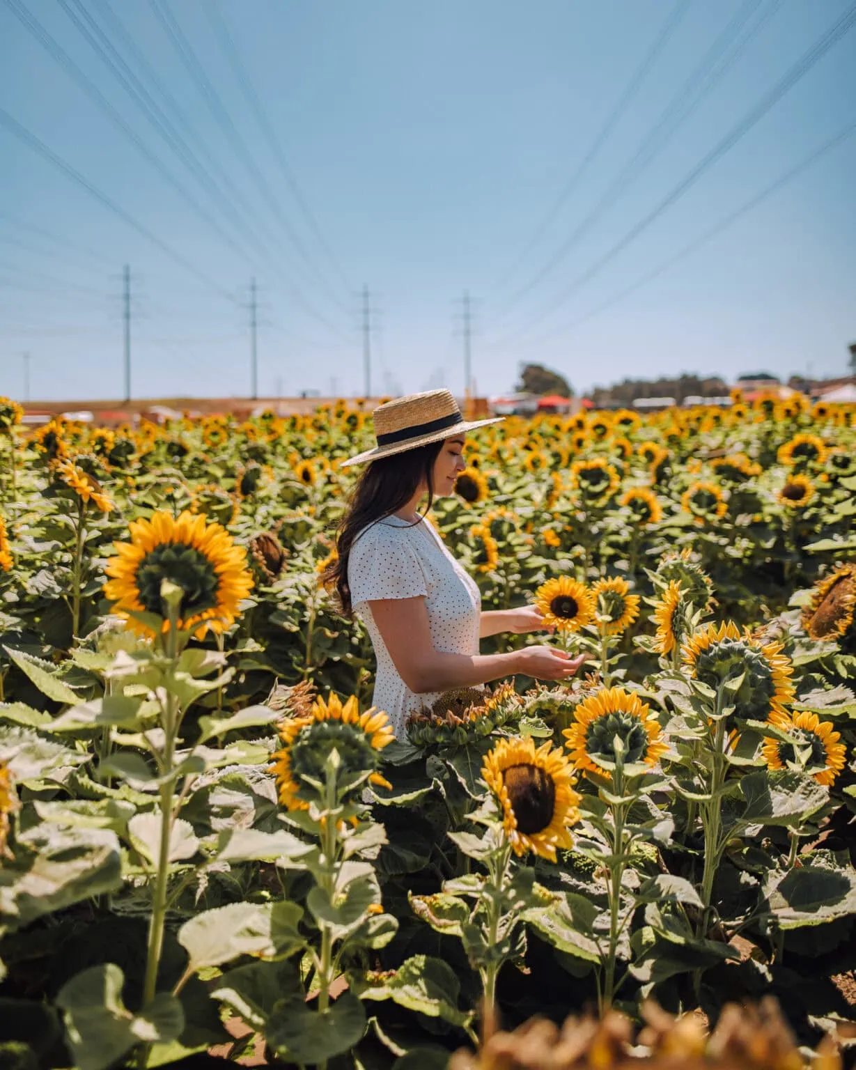 47 Creative Sunflower Photoshoot Ideas